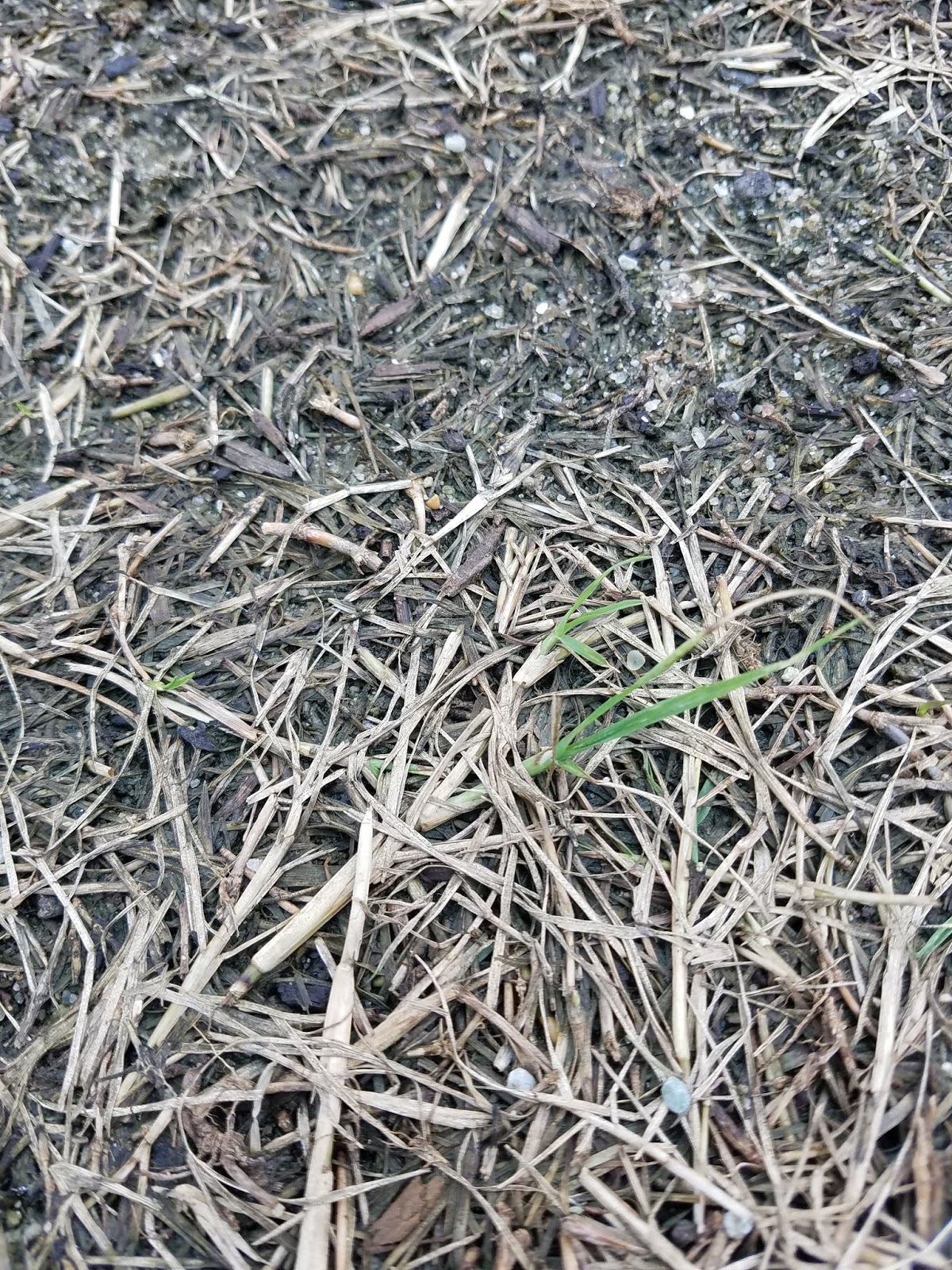 Tee Off With Joe: Bermuda grass sprigging