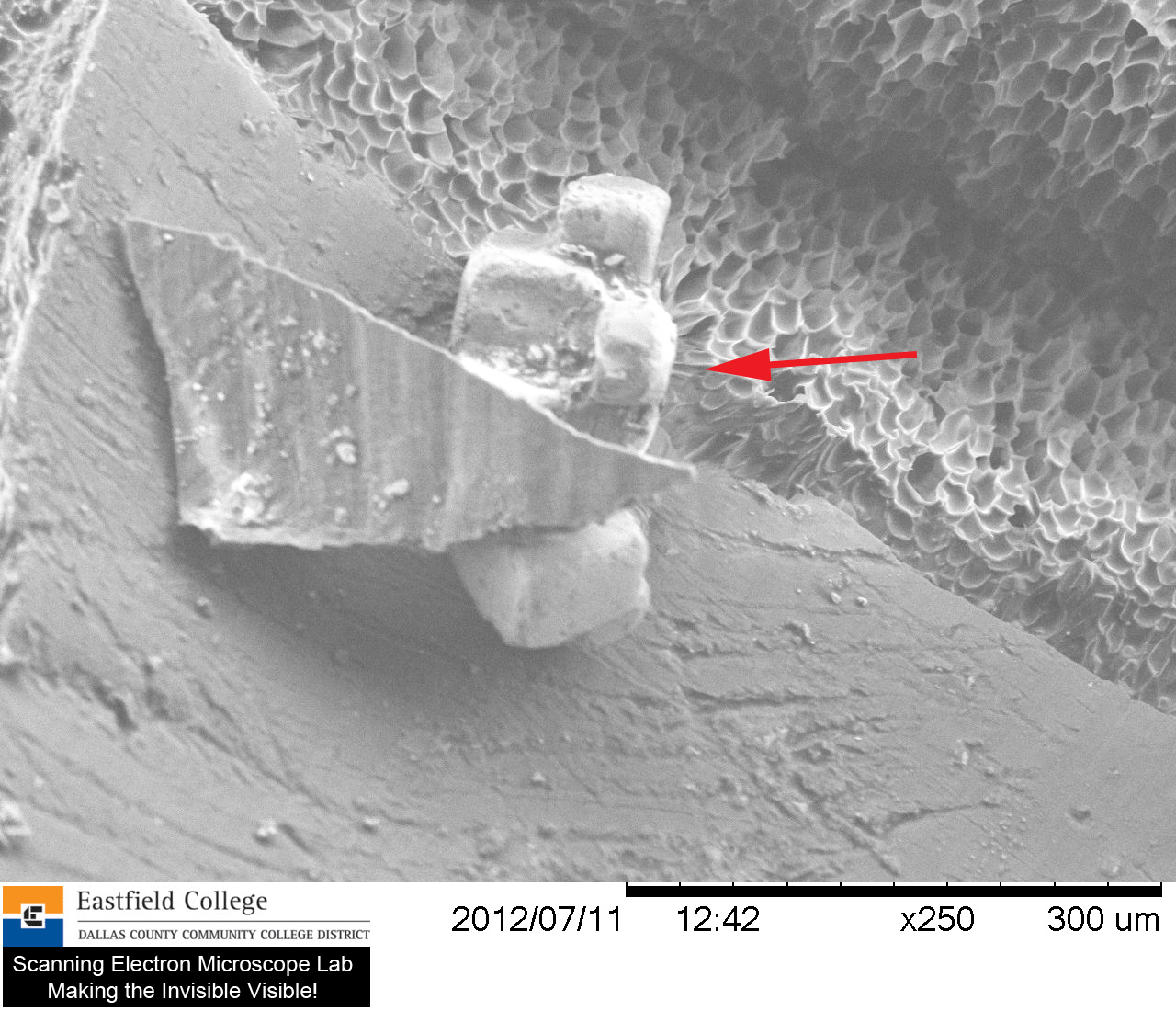Scanning Electron Microscope Blog: Popcorn Revealed