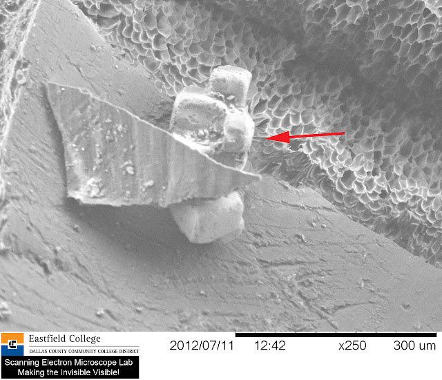 Scanning Electron Microscope Blog: Popcorn Revealed