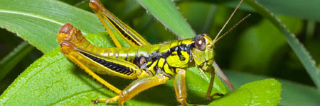 ARBICO Organics: Grasshoppers - Legends of Greatness & Evil