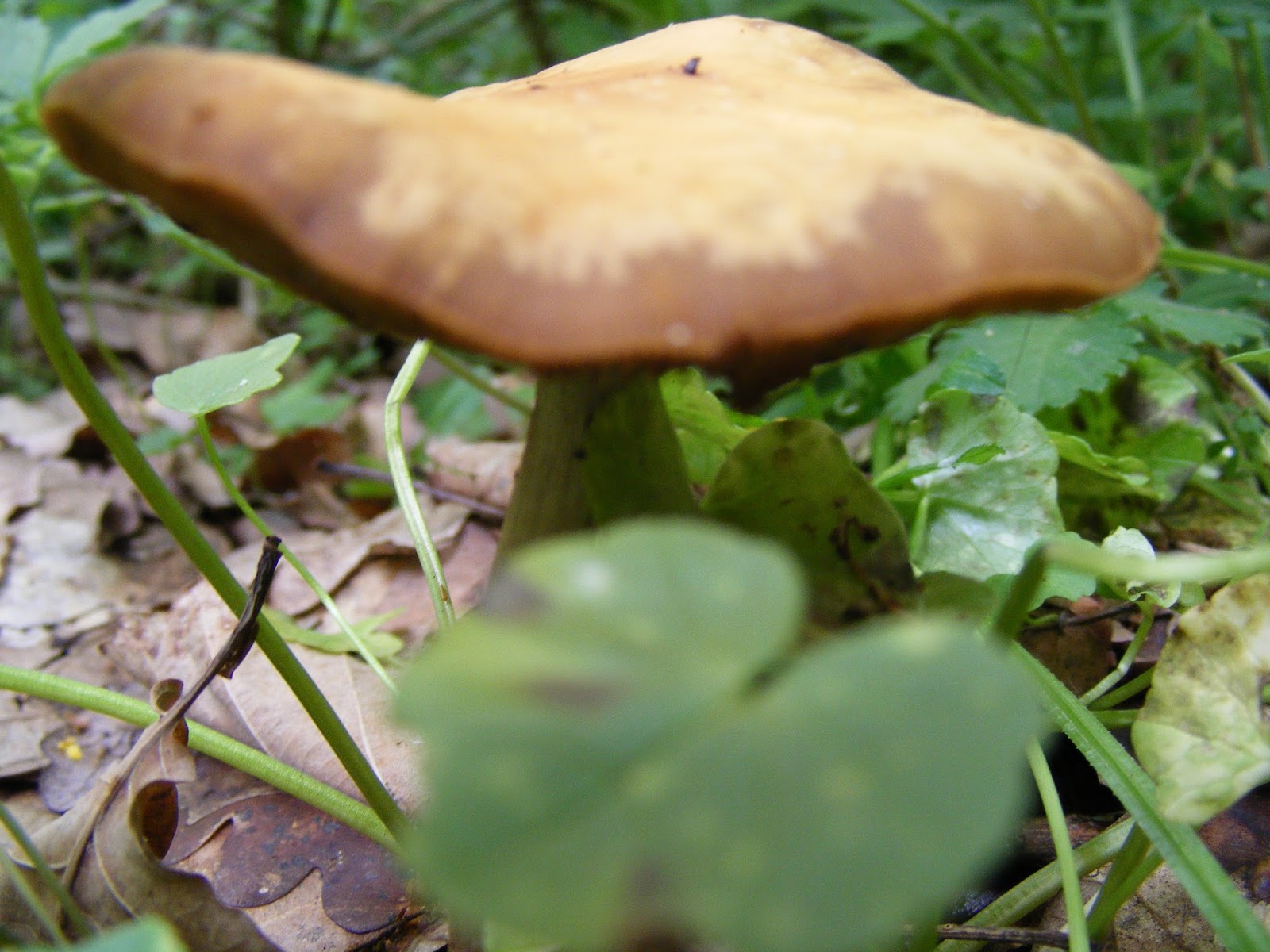 Calatoriile Mariei: O scurta calatorie prin Padurea Trivale, dupa Paste