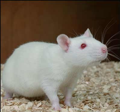 Tikus Putih (Mencit dan Rat) | Belajar Mengenal Varanus