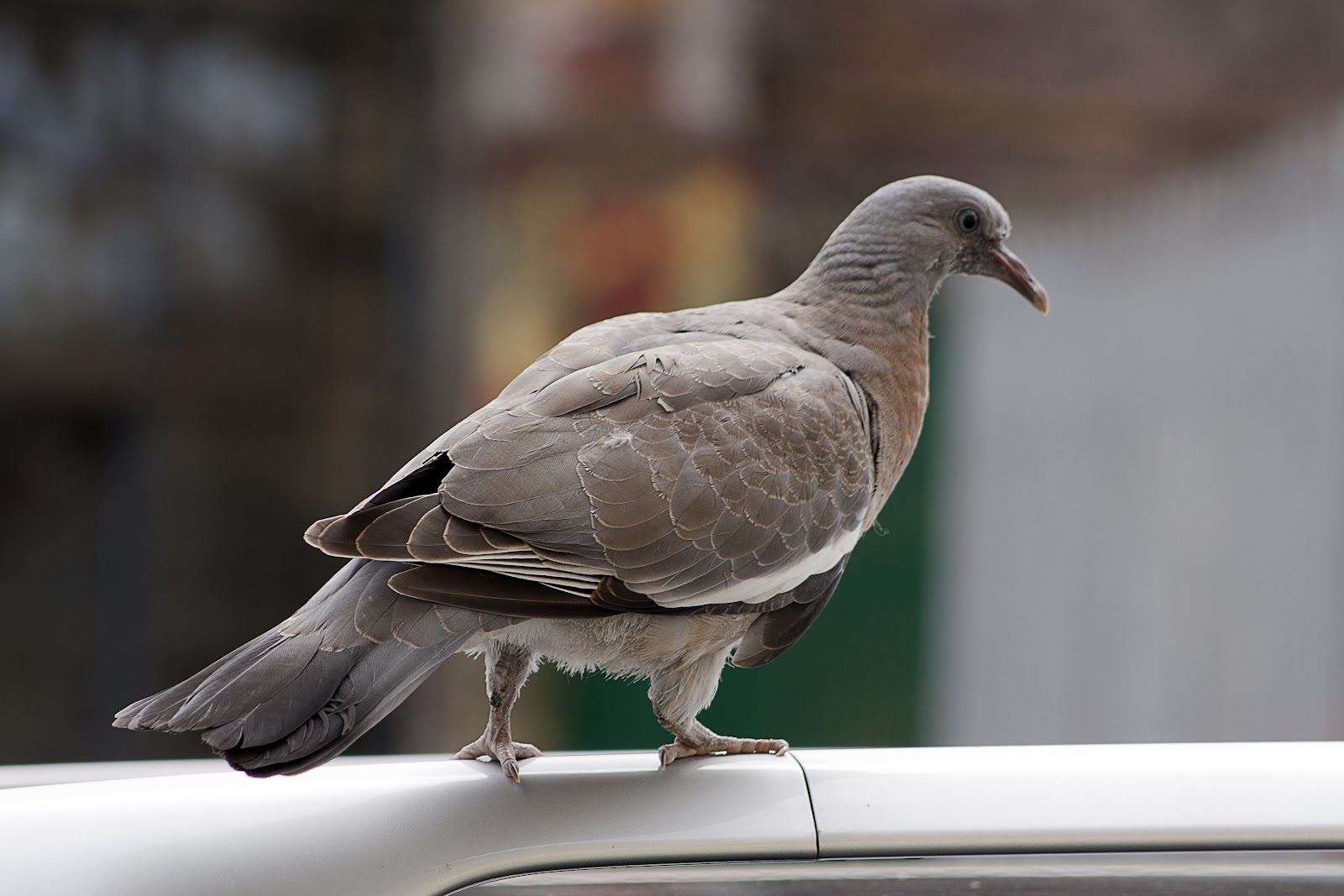 Cork city wildlife: Weird pigeon