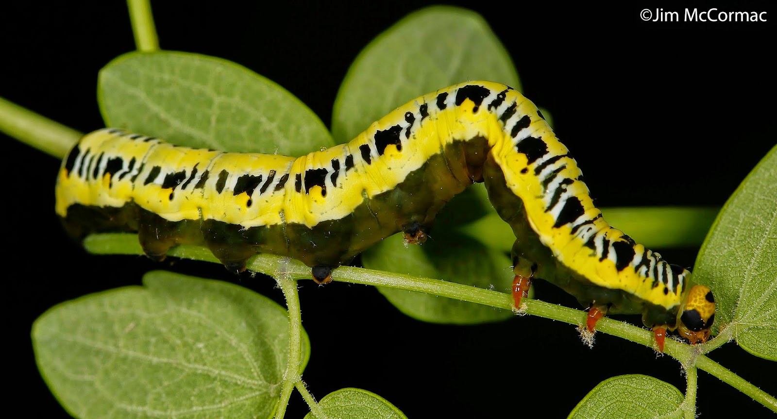 Ohio Birds and Biodiversity: Caterpillar season!