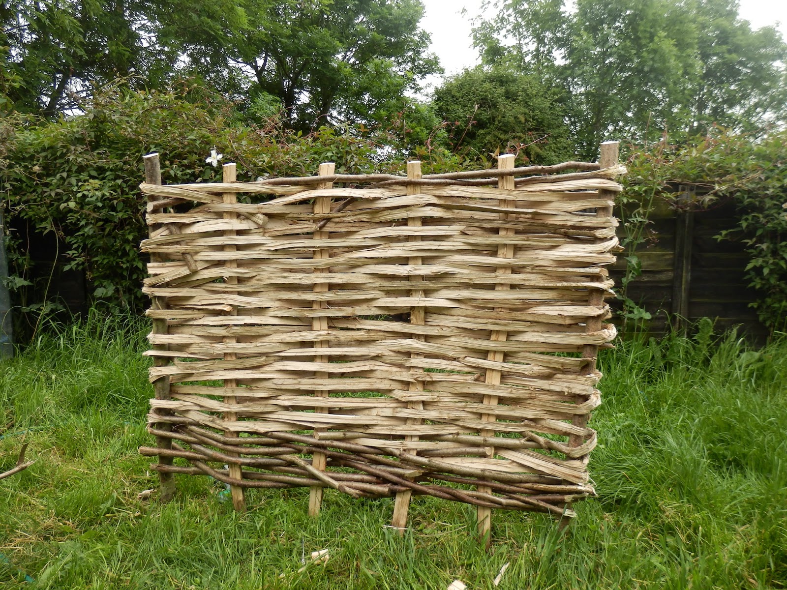 Underwood: The Flexible Hazel Tree