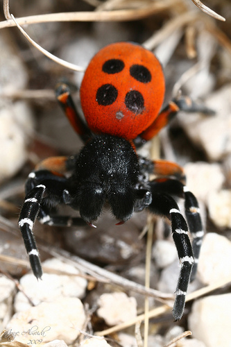 Awe & Some!: Amazing Insect Photography [26 Photos]