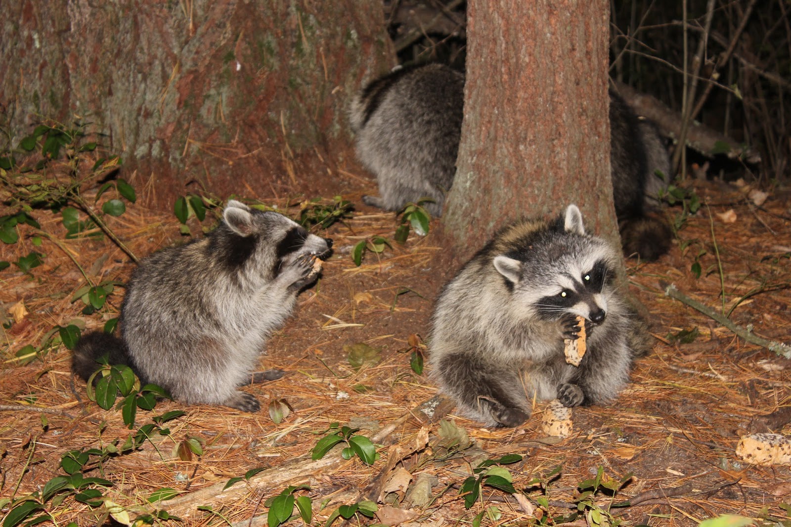 The Laughing Raccoon: The final raccoon release and a possum release!