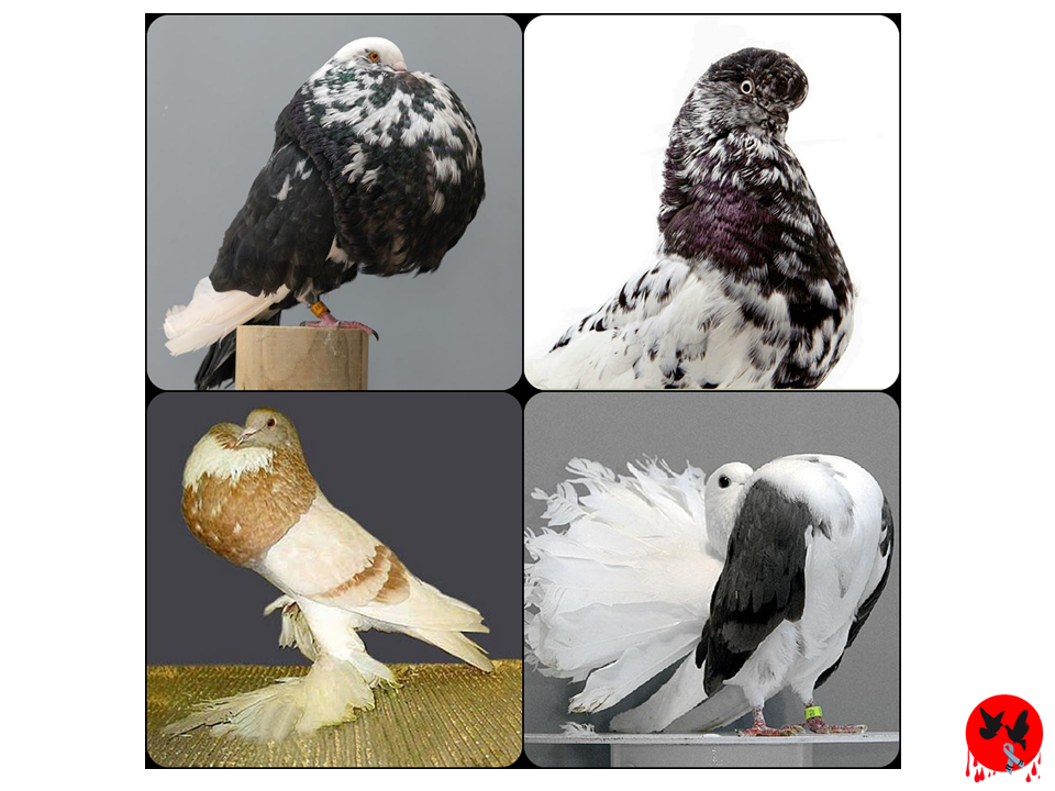 Acabemos con el maltrato a las palomas: Palomas Federadas