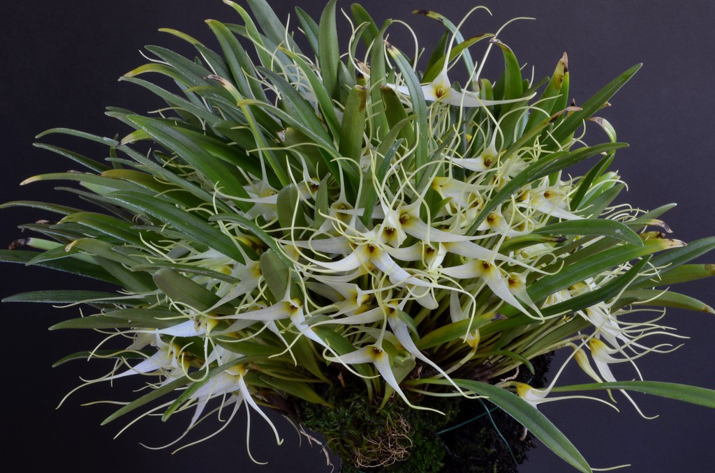 Masdevallia pumila care and culture | Travaldo's blog