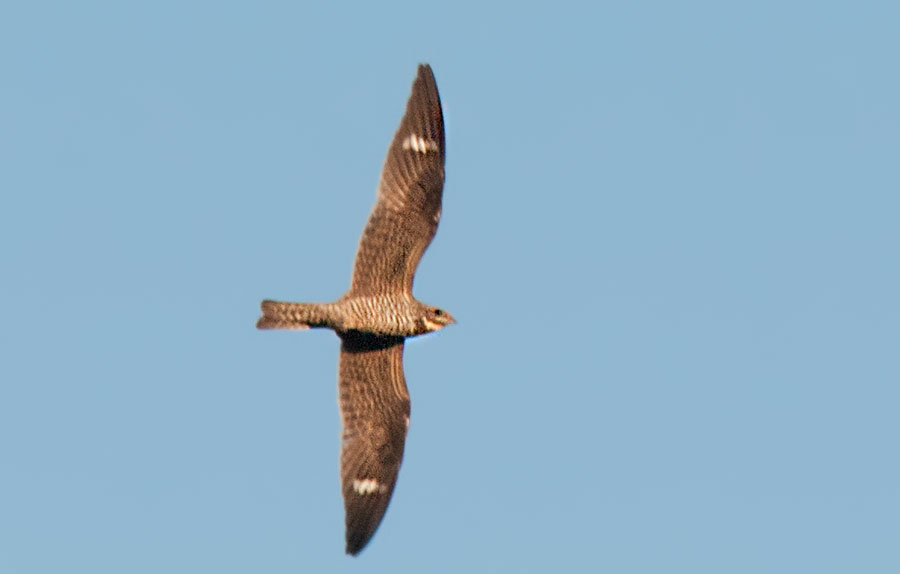 One Jackdaw Birding: Common Nighthawk Migration