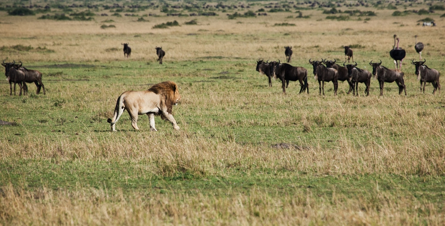 IMAGENES DE ANIMALES DE LA SABANA: IMAGEN DE LEON ATACANDO EN LA SABANA