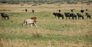 IMAGENES DE ANIMALES DE LA SABANA: IMAGEN DE LEON ATACANDO EN LA SABANA