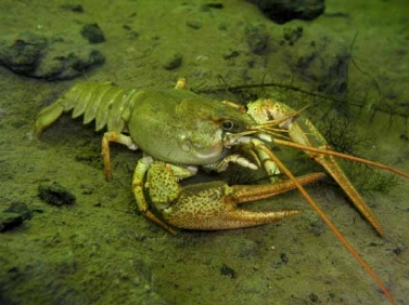 Aquasnail: Astacus leptodactylus