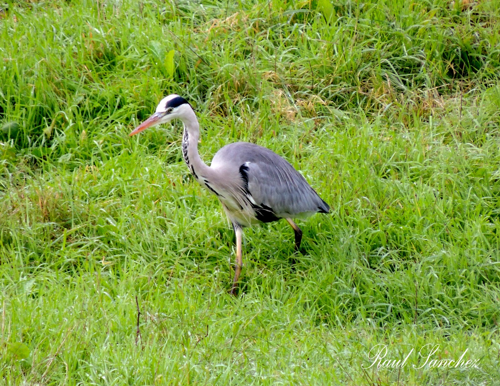 Naturaleza Viva : Garza real europea (Ardea cinerea)