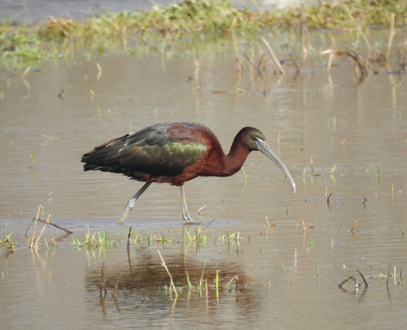 Bev's Nature Blog: Glossy Ibis