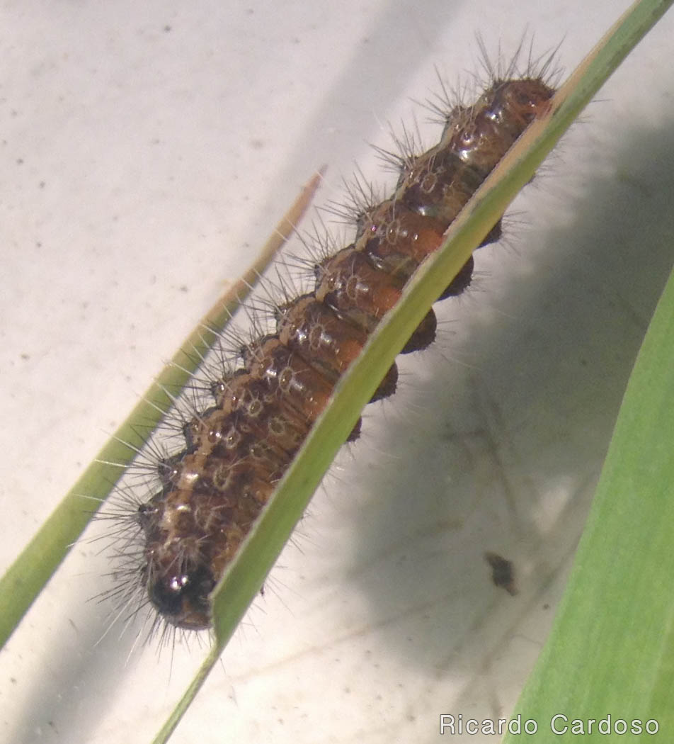 Familia de Lagartas: Discrete Chaperon