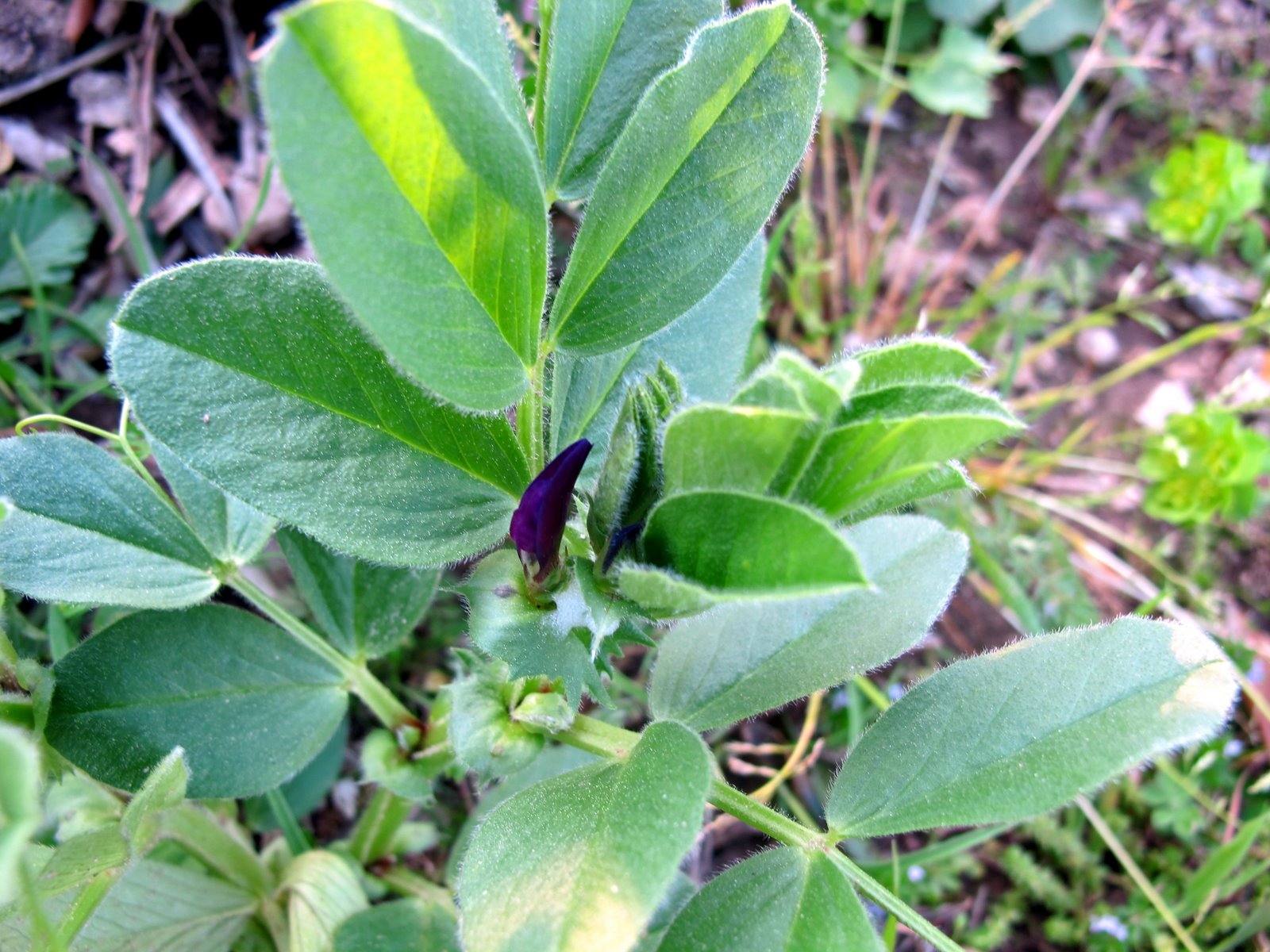 FLORA NEL SALENTO e.. anche altrove: Vicia narbonensis L. - Fabaceae ...