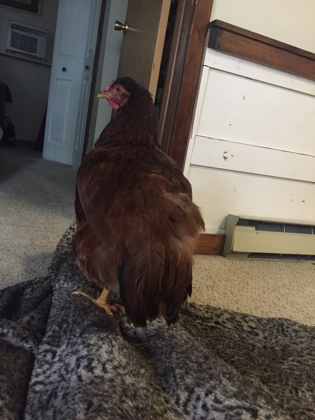 The Chicken Scratch Blog: Cleopatra
