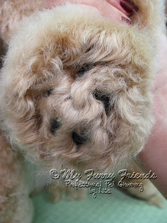 Pet Grooming: The Good, The Bad, & The Furry: Monday Makeover #18 ...