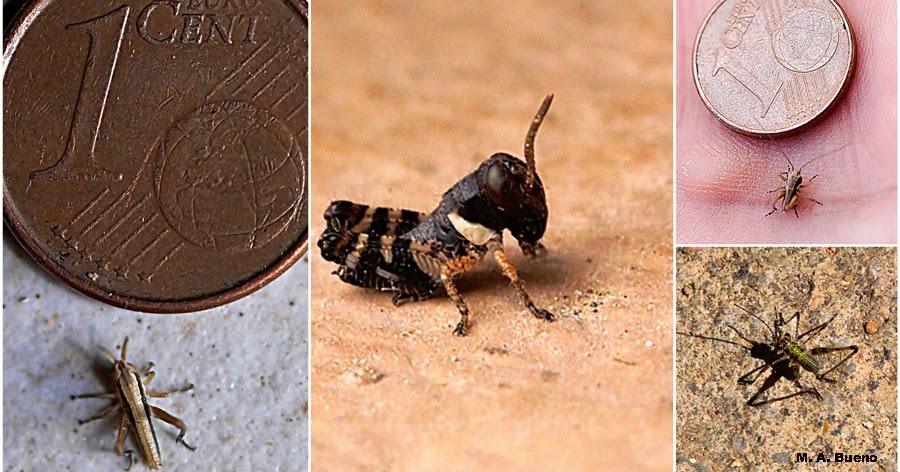 FOTO NATURA HUESCA 2: ORTÓPTEROS Orthoptera Pierre André Latreille ...