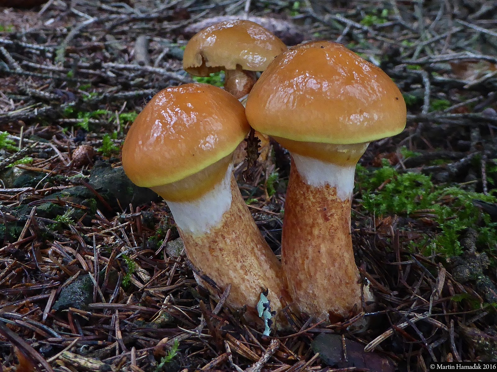 Martin Hamadak - Fotogalerie: Klouzek sličný - Suillus grevillei