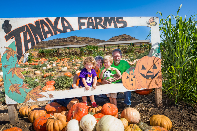 Tales of the Flowers: Tanaka Farms 2017 - Pumpkin Patch