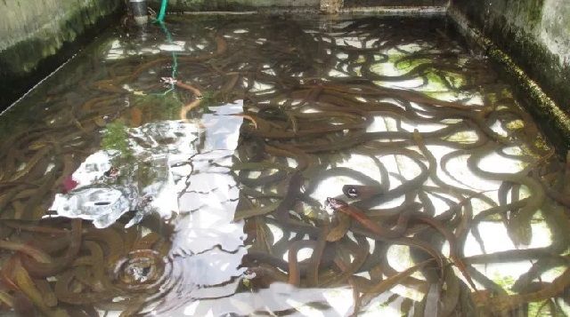 Contoh Kolam Belut Berbagai Ukuran untuk Budidaya