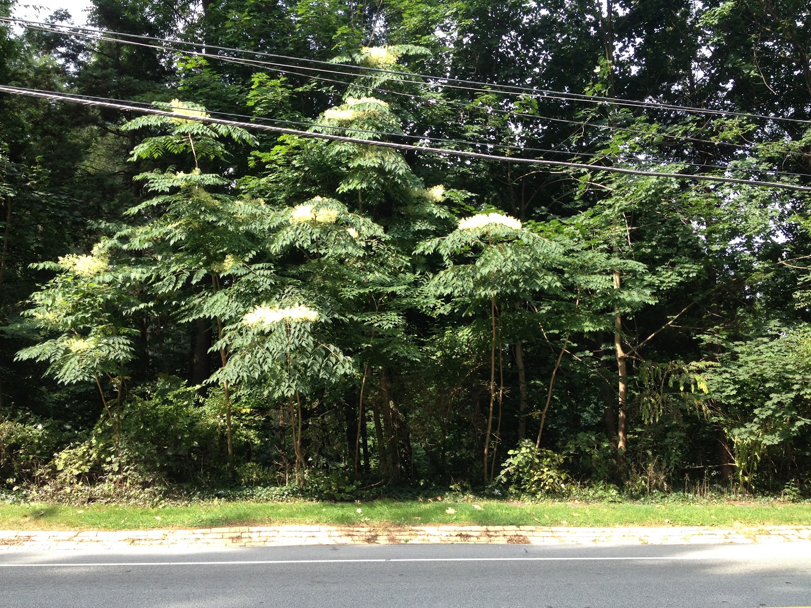 PHILLY TREES: THE PHILADEPHIA UNDERSTORY