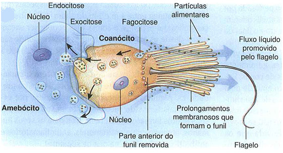 Pela Biologia: Poríferos - Anatomia e Fisiologia