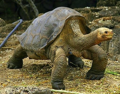The Flying Tortoise: The World's Most Famous Tortoise Is Stuffed...