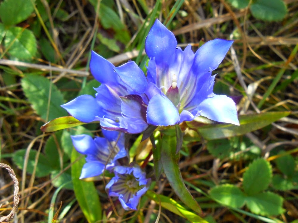 The Lucas Countyan: Prairie (or Downy) Gentian