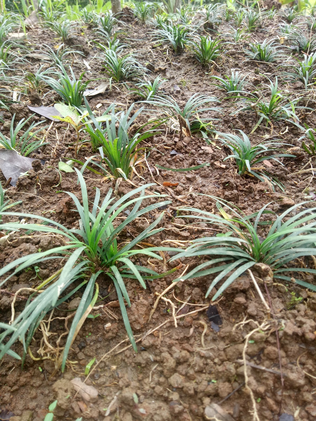 JUAL TANAMAN HIAS KUCAI MINI ~ SINOX NURSERY