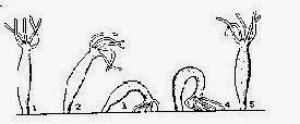 HSC BIOLOGY BY PROFESSOR MIZANURRAHMAN: Locomotion in Hydra