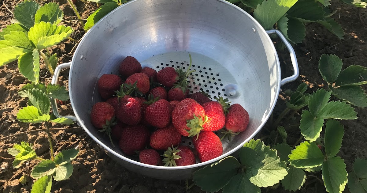 the farmer's wife: 2018 Hood Strawberries