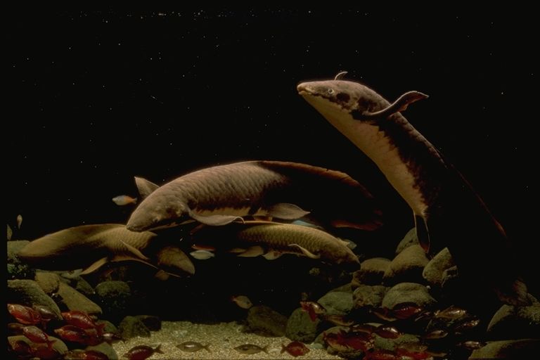 Real Monstrosities: Lungfish