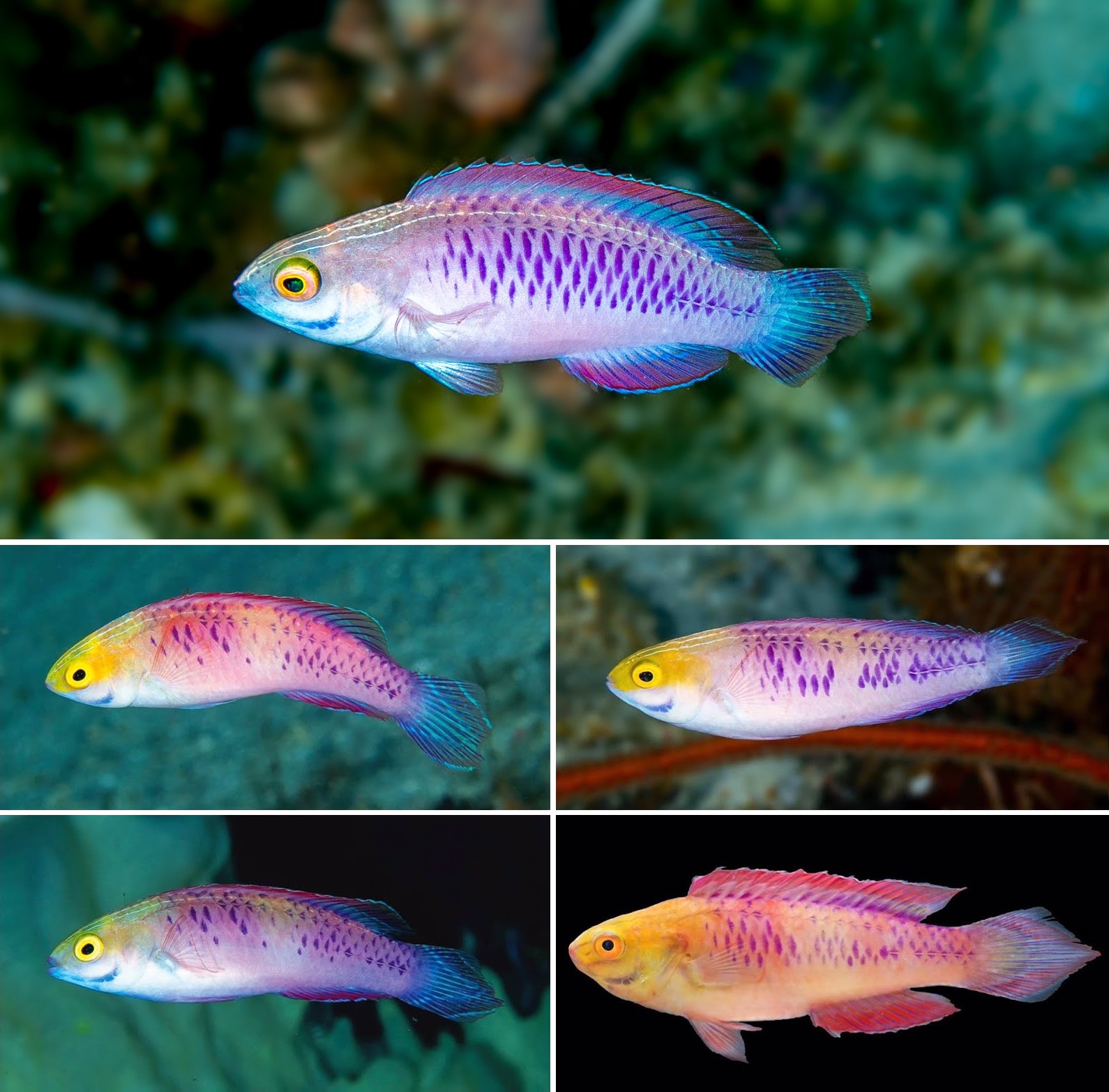 Species New to Science: [Ichthyology • 2019] Cirrhilabrus wakanda • A ...