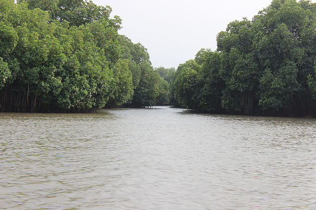 Tamilnadu Tourism: PICHAVARAM