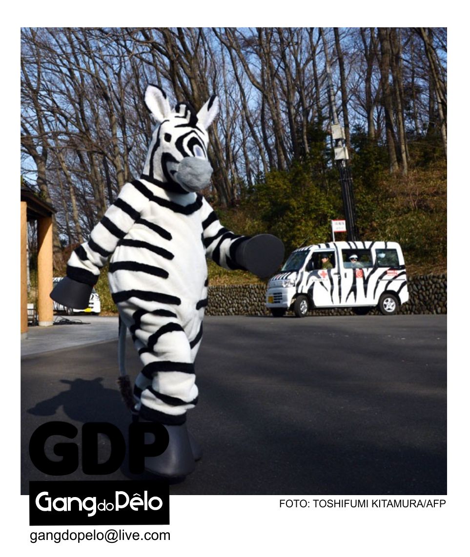 Gang do Pêlo: Funcionário se fantasia de zebra para simular fuga em zoo ...
