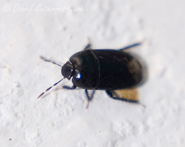 Naturaleza y fotografía: Geotomus sp.