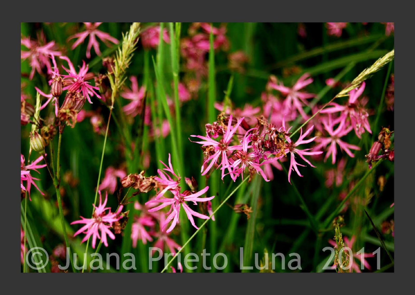 Juana Prieto Luna: Lychnis flos-cuculi