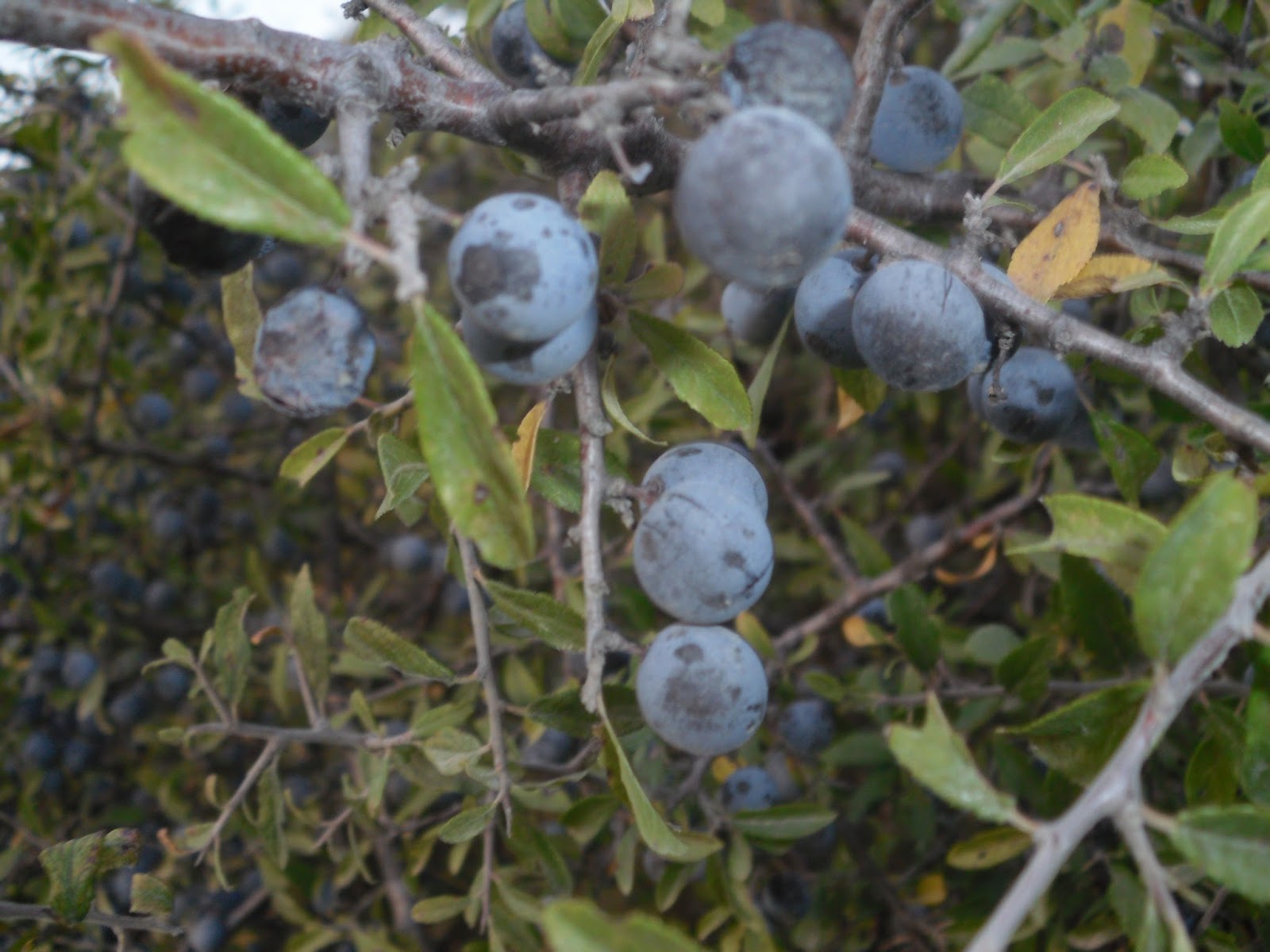 Gastronomia Salvatge i Cuina Silvestre: Com fer "Patxaran" amb Aranyons