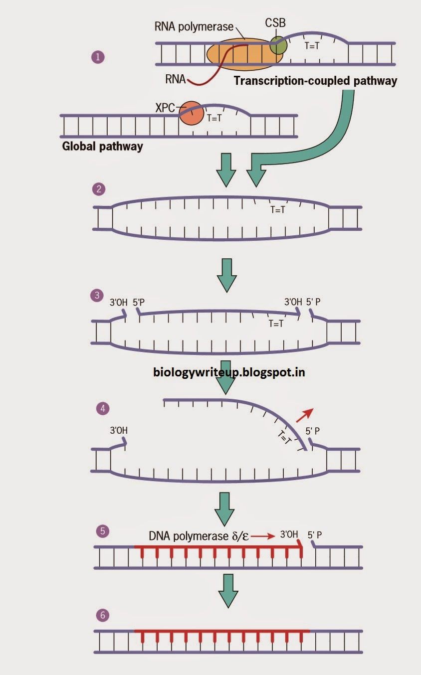 BIOLOGY WRITE-UP - BIOLOGY ARTICLES: DNA REPAIR MECHANISMS: Nucleotide ... BIOLOGY WRITE-UP - BIOLOGY ARTICLES: DNA REPAIR MECHANISMS: Nucleotide ...