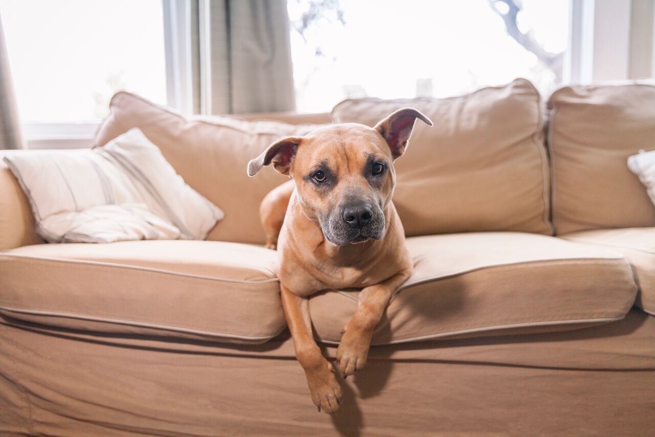 Berkeley Humane Blog