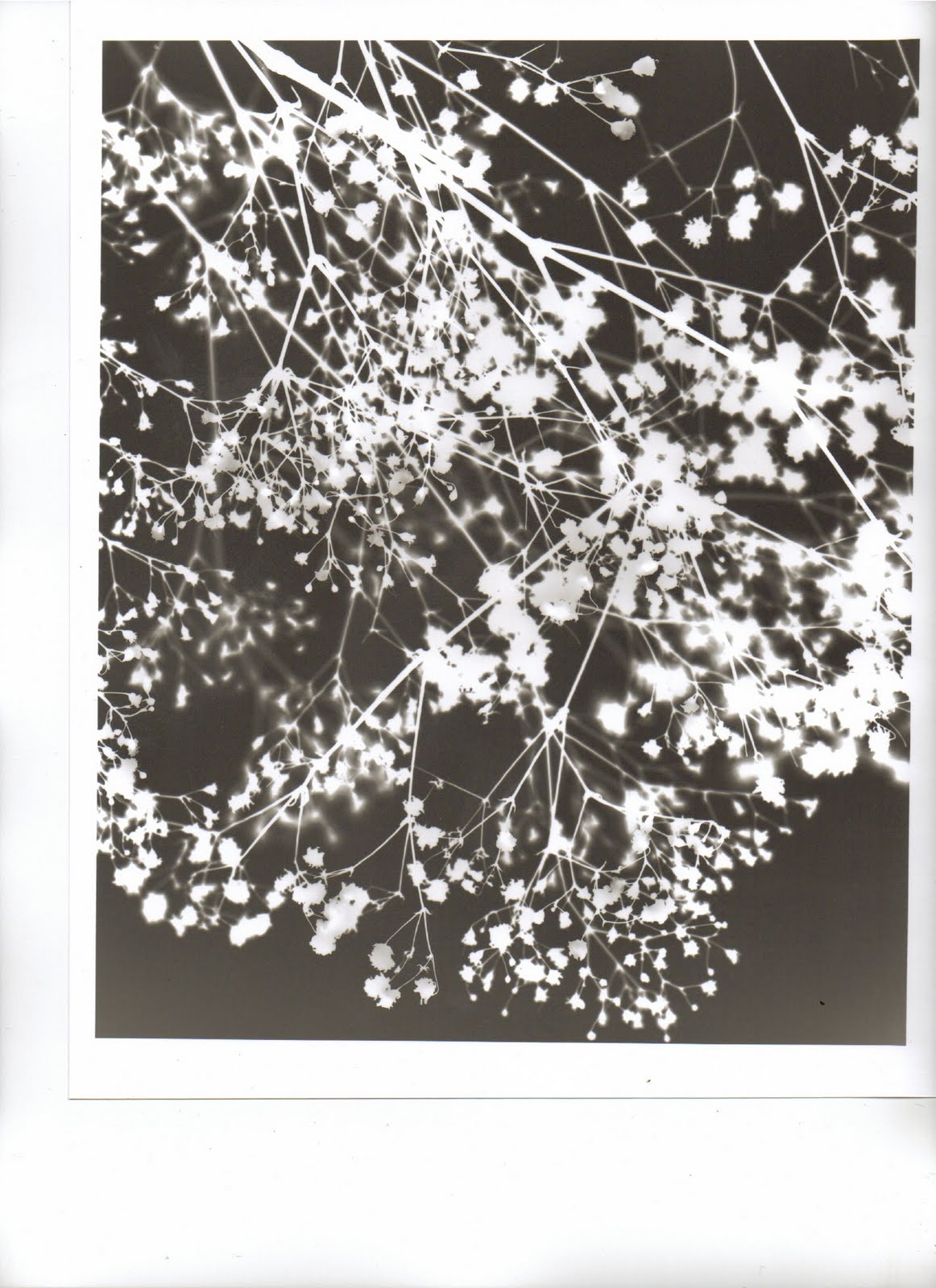 Finn Design: Rayograms