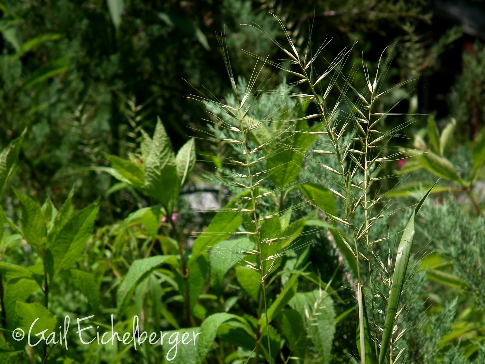 clay and limestone: Wildflower Wednesday: Bottlebrush Grass
