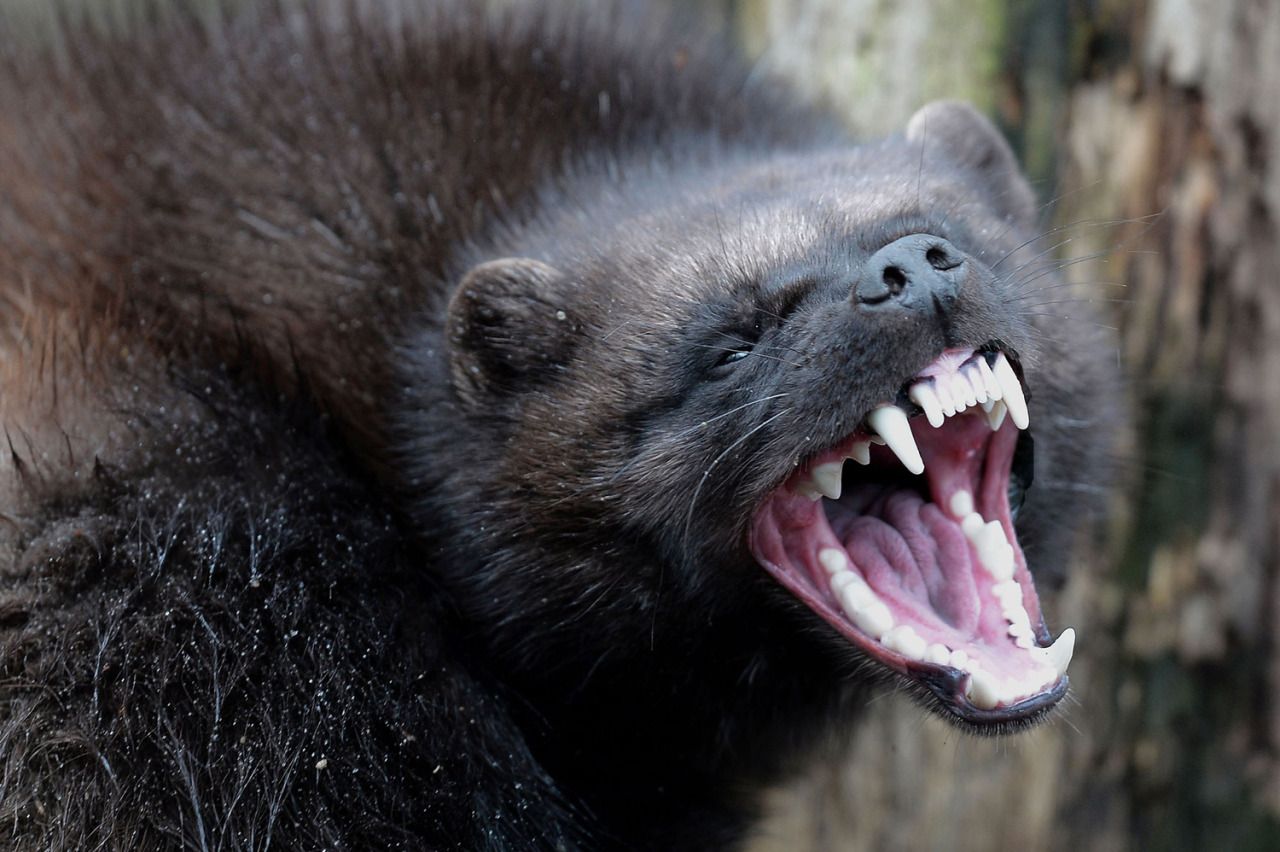 ¿Qué animal es Wolverine?