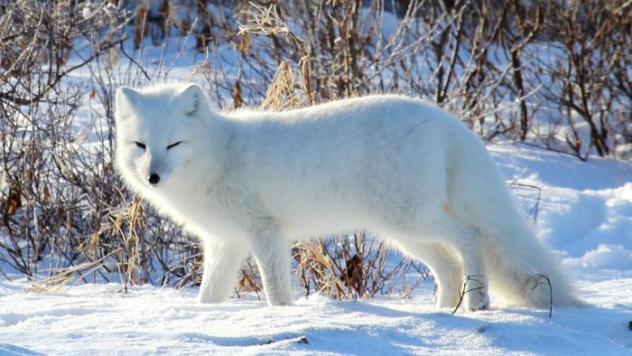 What animals live in Greenland? - Animal Lover