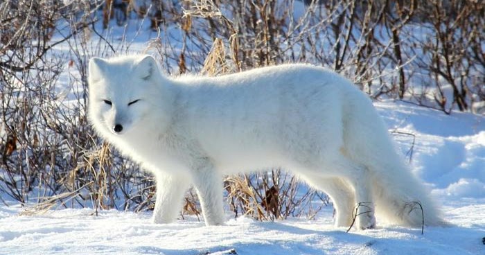 What animals live in Greenland? - Animal Lover