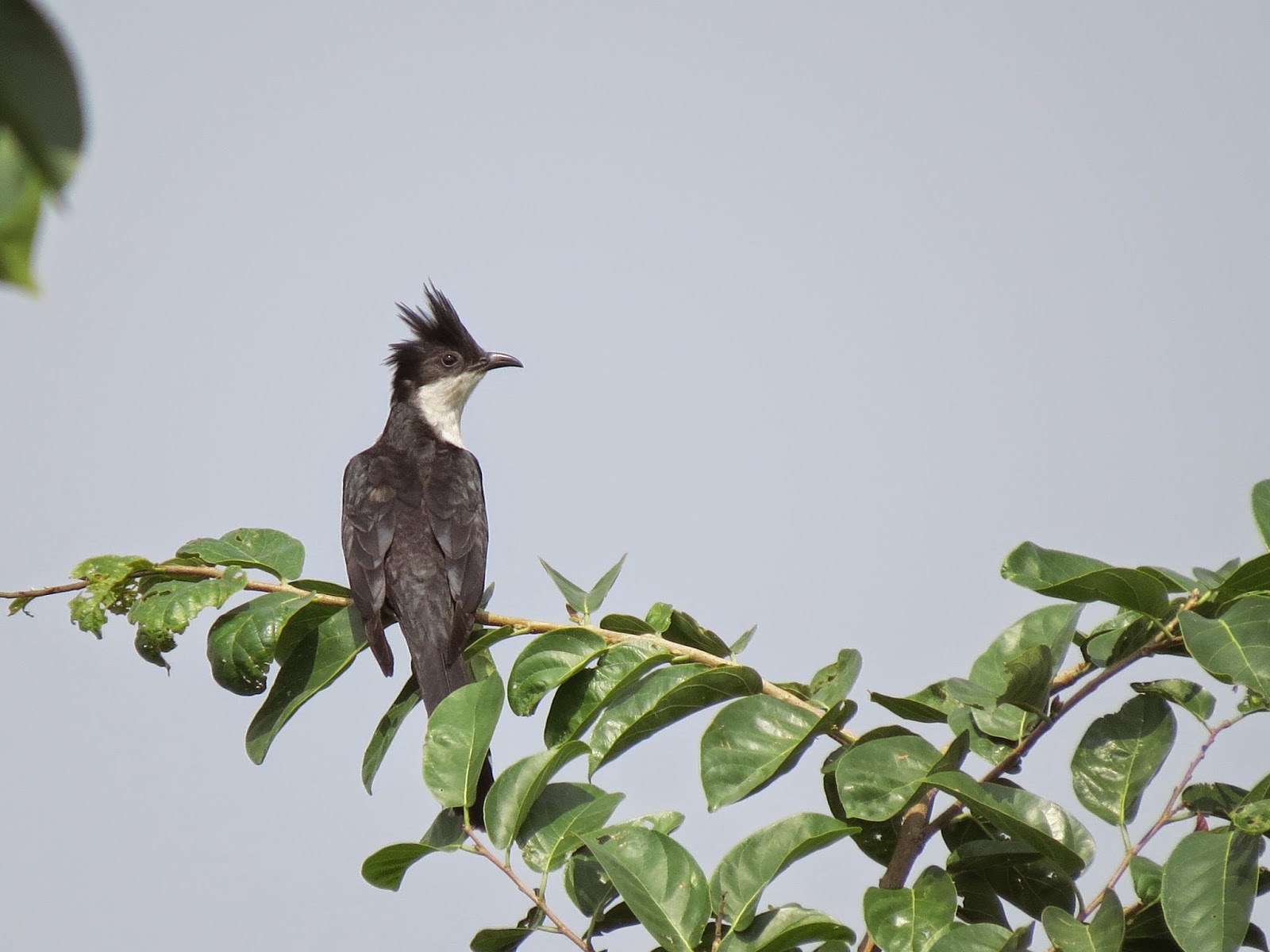 Birds in Delhi(India): September 2014