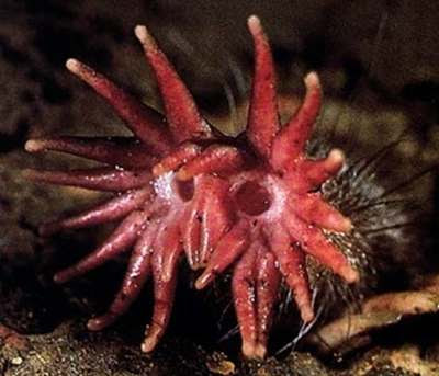 EL CONDYLURA CRISTATA - Mundo Animal